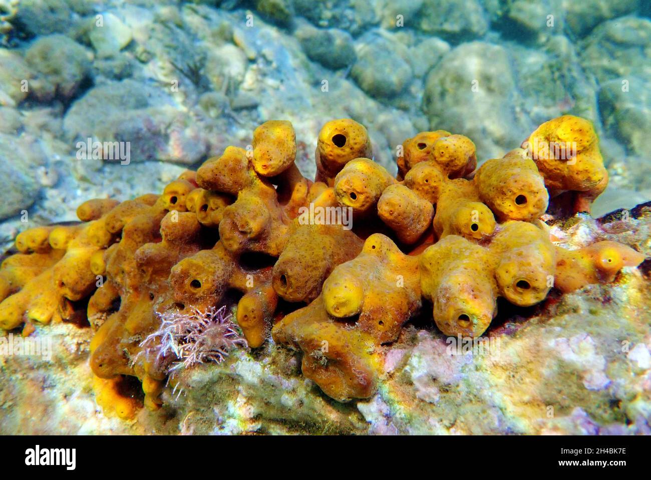 Mediterranean Yellow tube sea sponge - Aplysina aerophoba Stock Photo ...