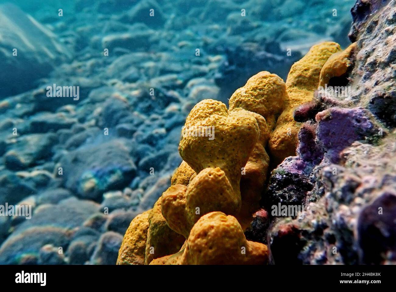 Mediterranean Yellow tube sea sponge - Aplysina aerophoba Stock Photo ...