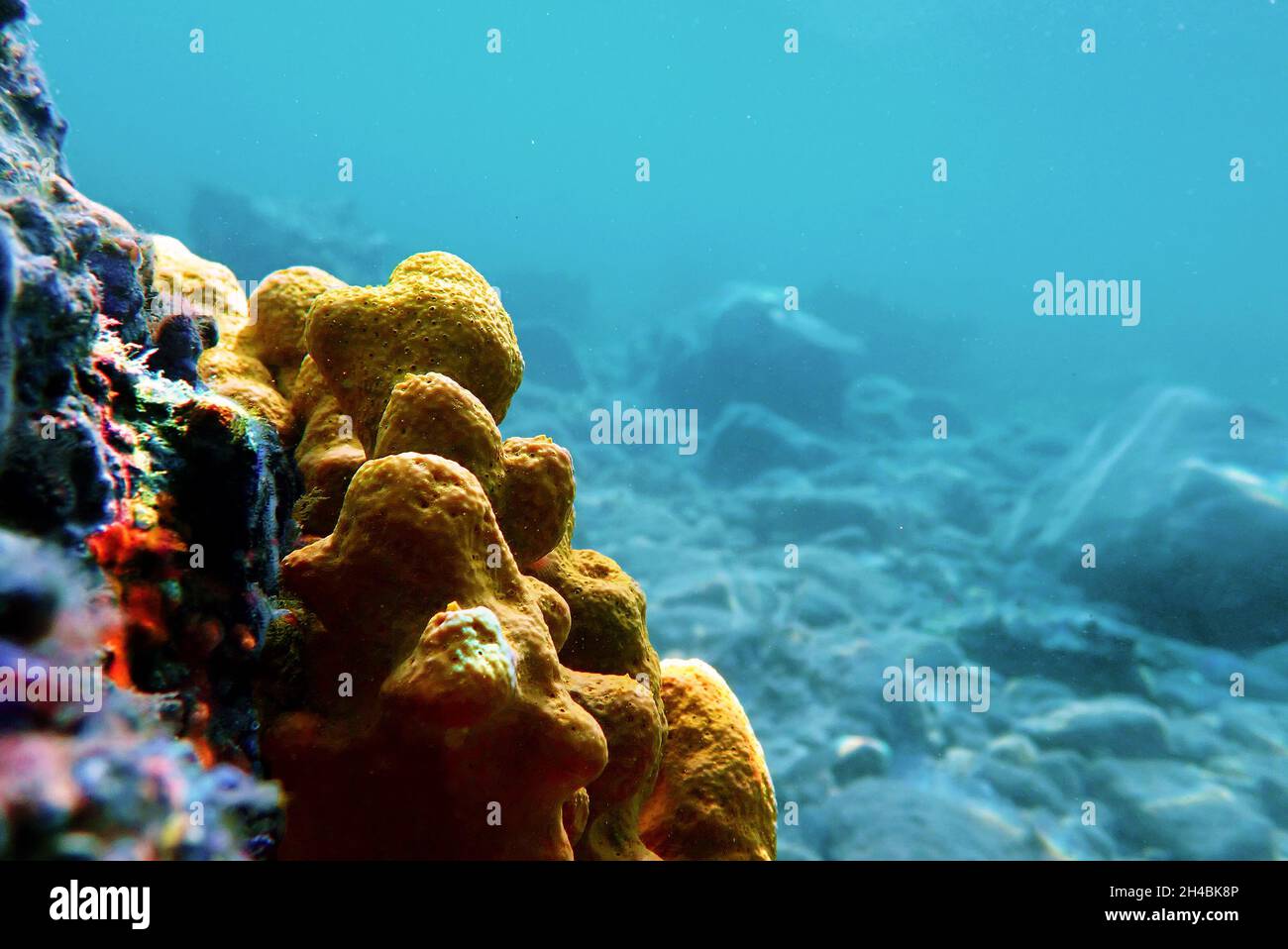 Mediterranean Yellow tube sea sponge - Aplysina aerophoba Stock Photo ...