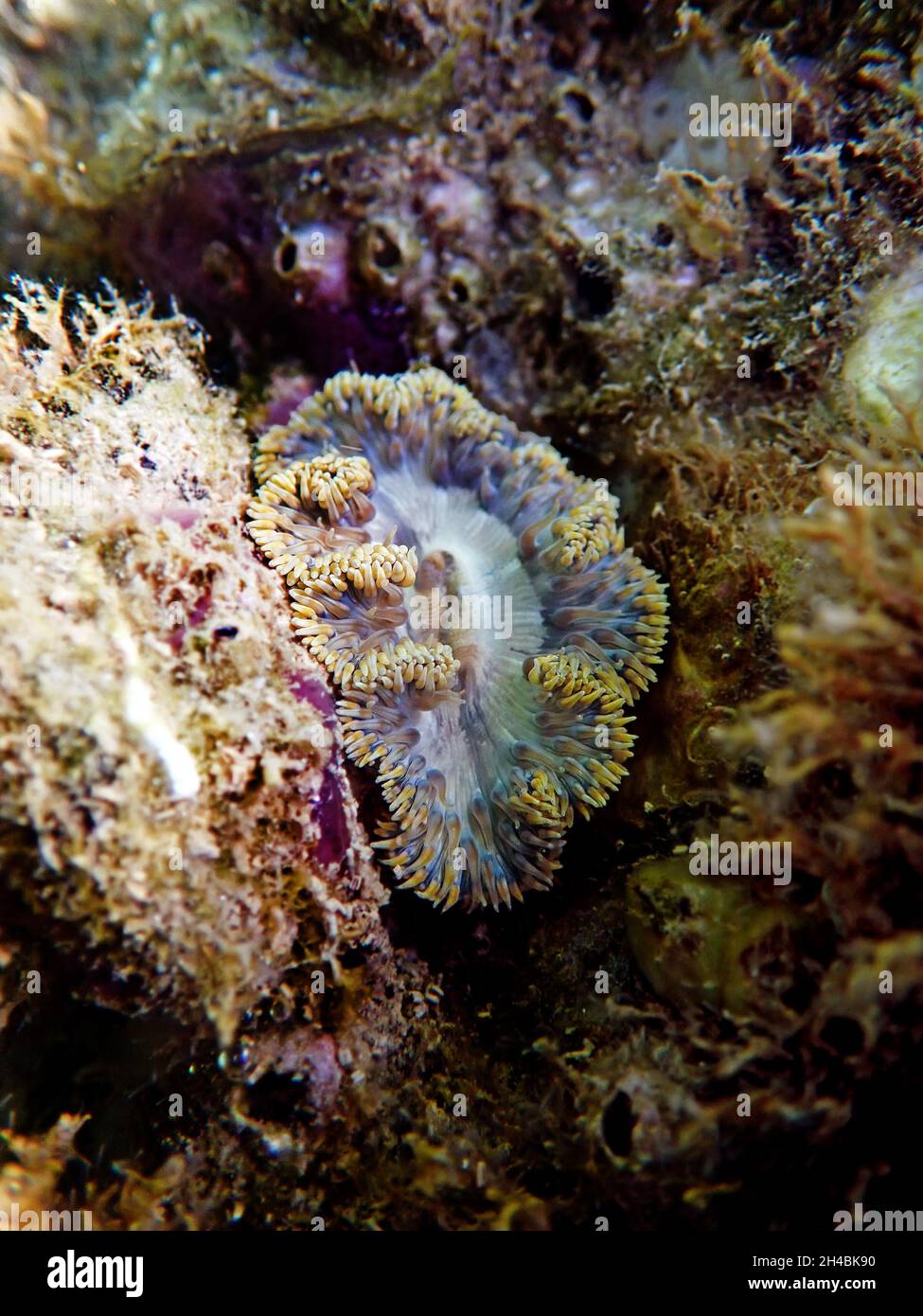 Rare image of Mediterranean Rock flower anemone - Phymanthus crucifer ...