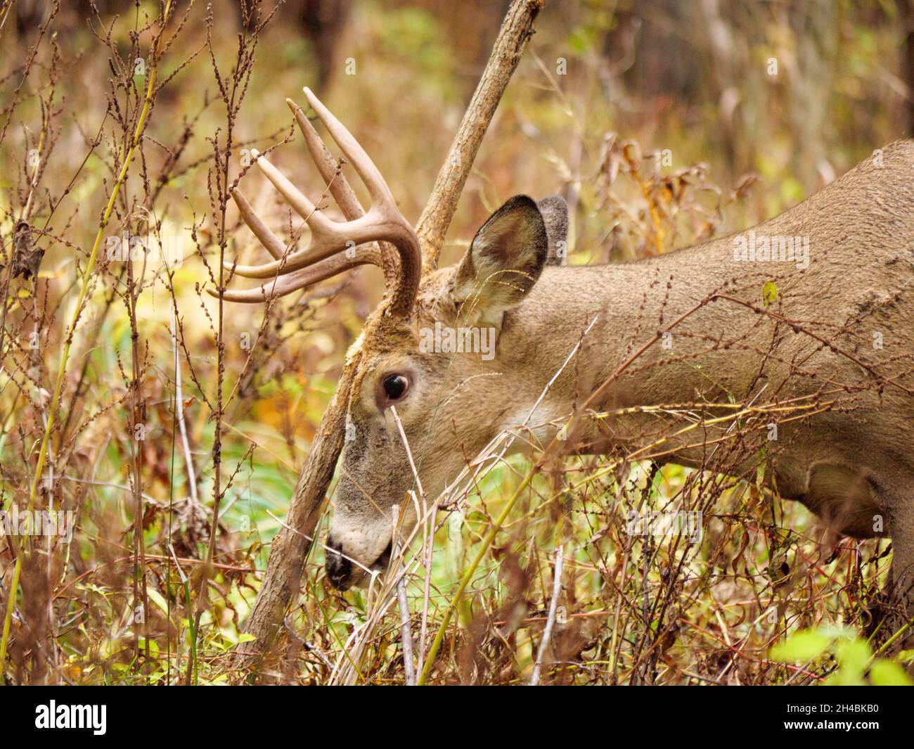 Male white-tailed deer (Odocoileus virginianis) scraping antlers on ...