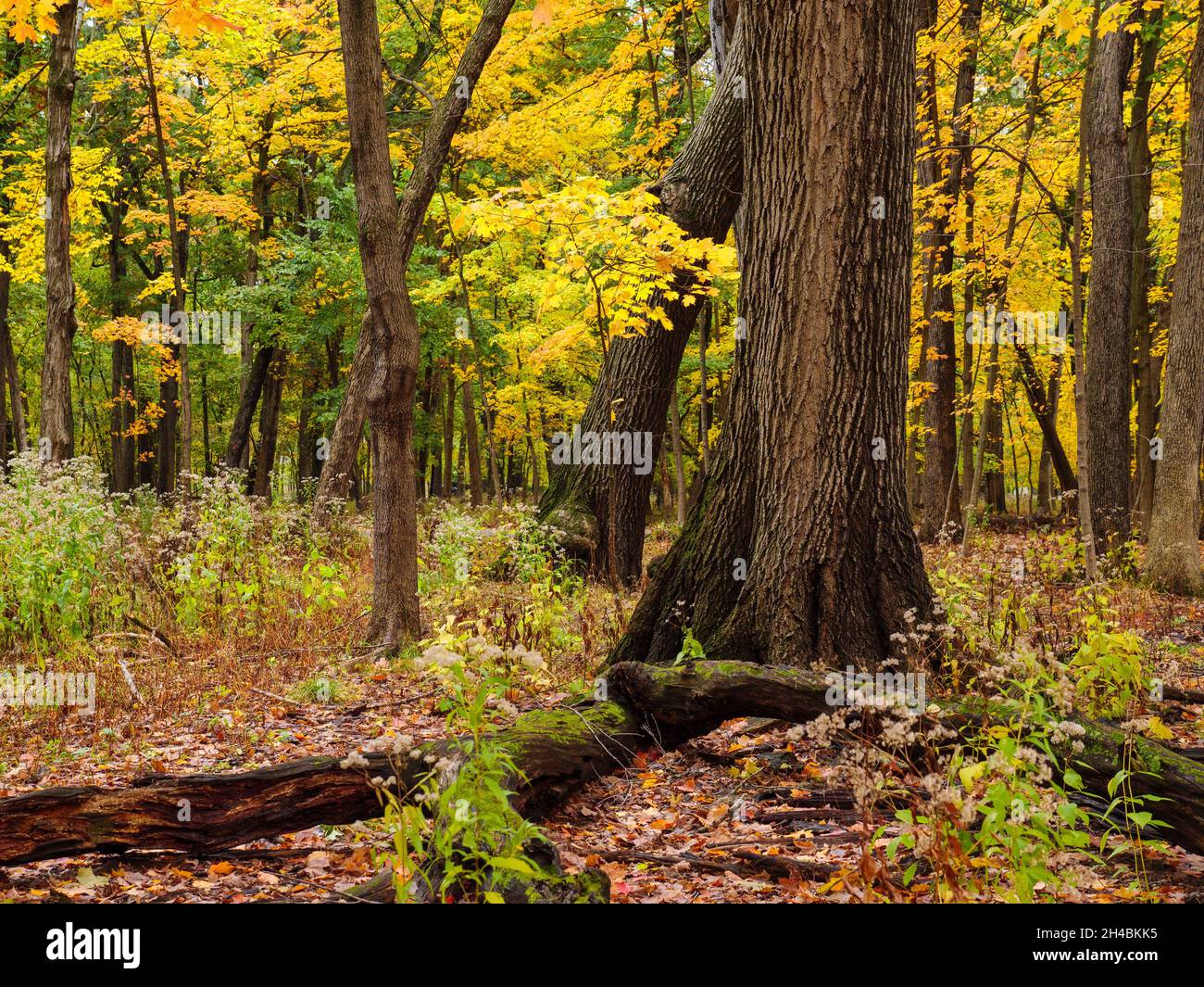 Deciduous trees with autumn leaves hi-res stock photography and images ...