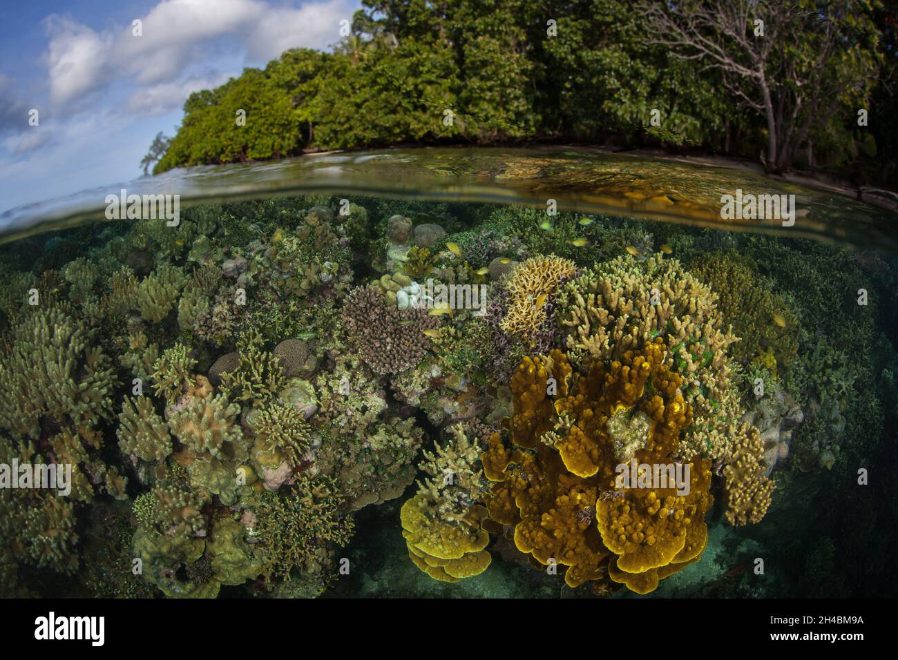 A diverse coral reef grows in extremely shallow water in the Solomon ...