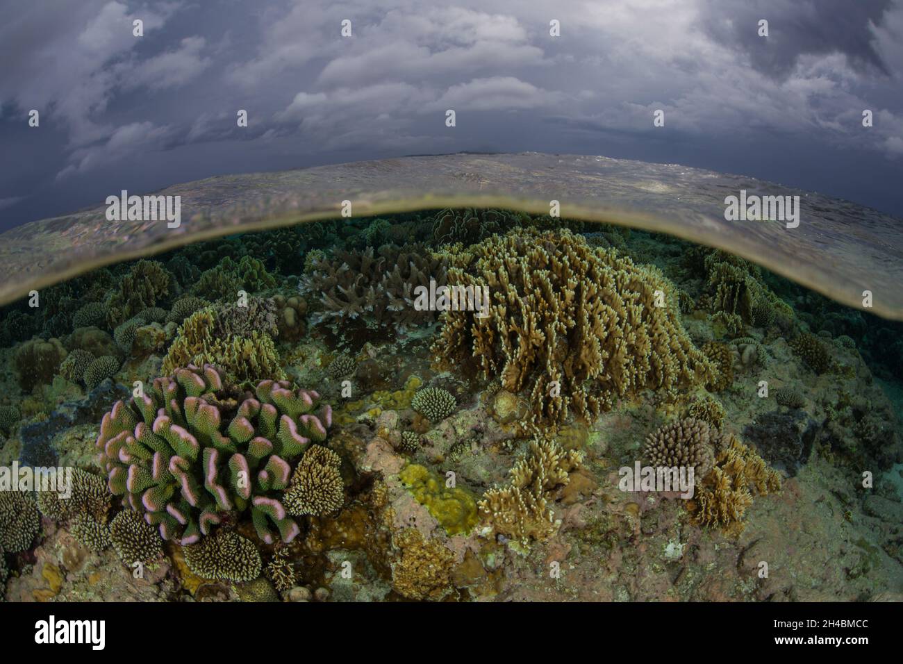 Shallow, healthy coral colonies grow on a reef near the Banda Islands ...