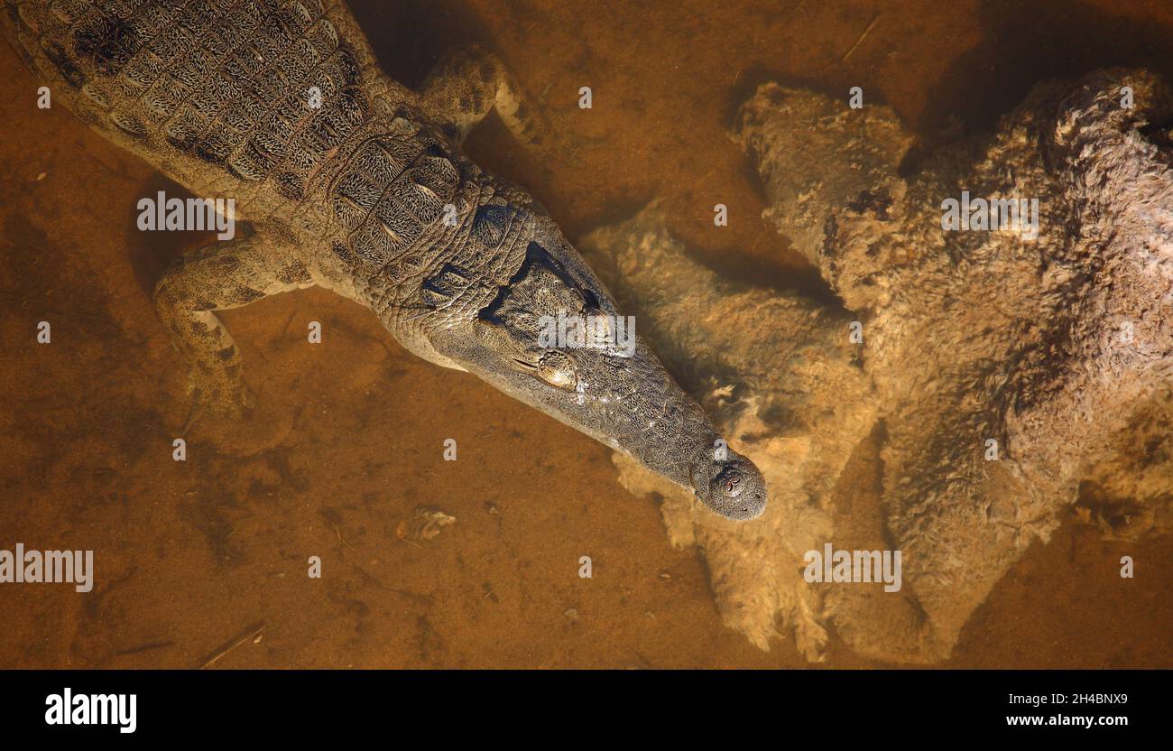 Nilkrokodil / Nile crocodile / Crocodylus niloticus Stock Photo - Alamy