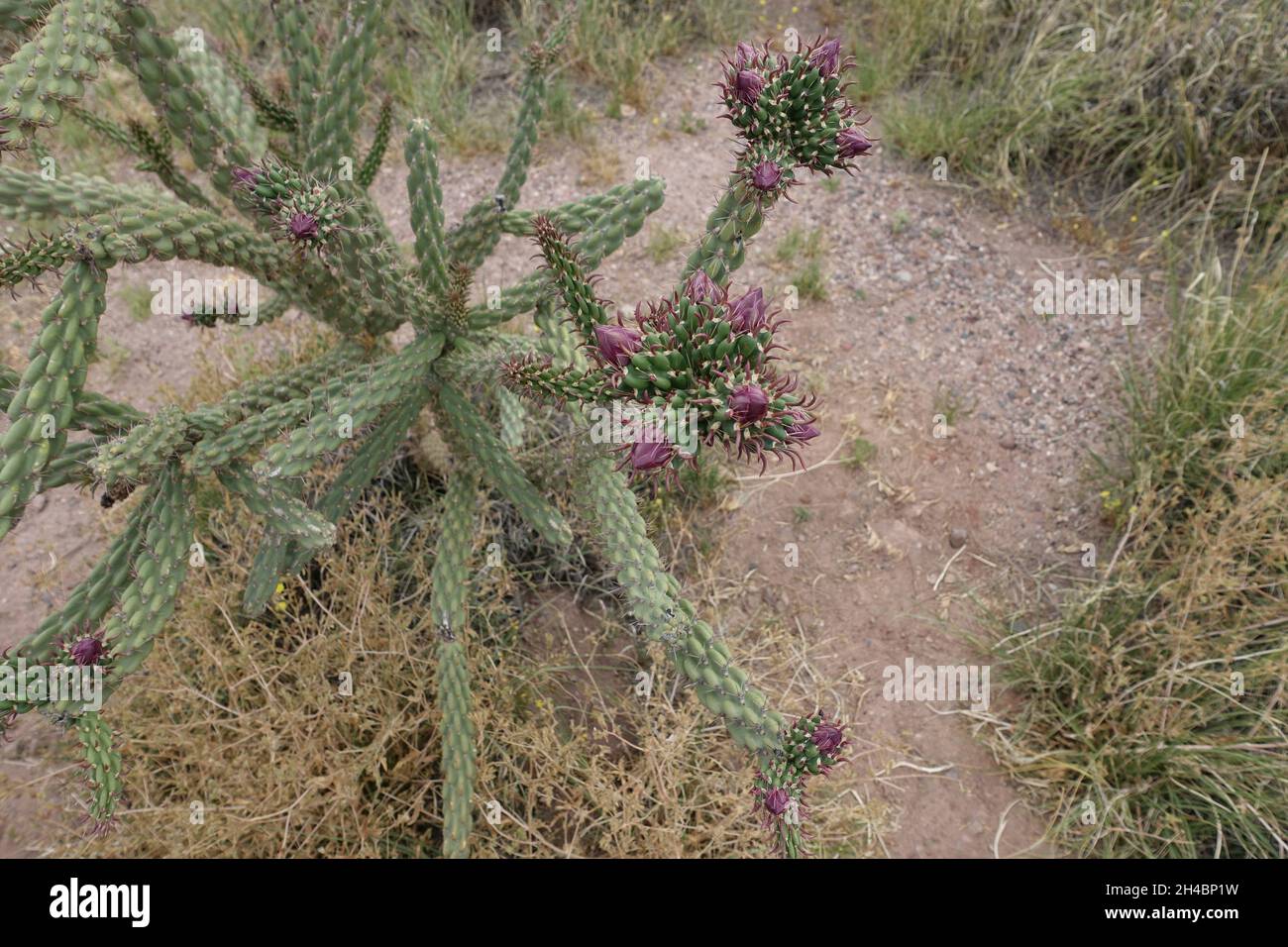 West indian dagger hi-res stock photography and images - Alamy