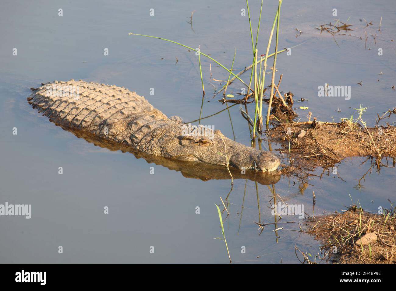Nilkrokodil / Nile crocodile / Crocodylus niloticus Stock Photo - Alamy