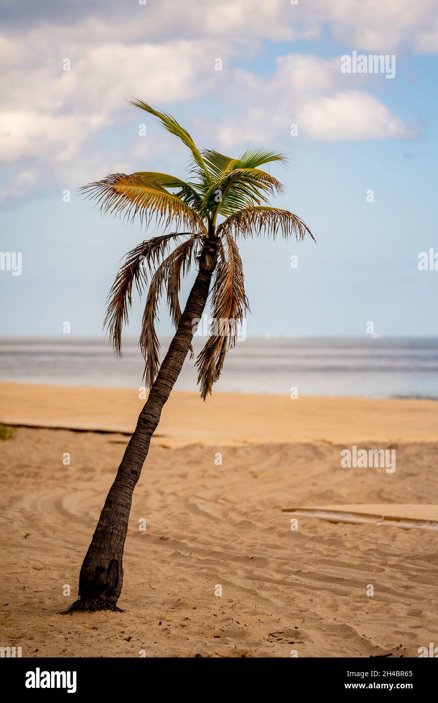 Palm tree on the beach Stock Photo - Alamy