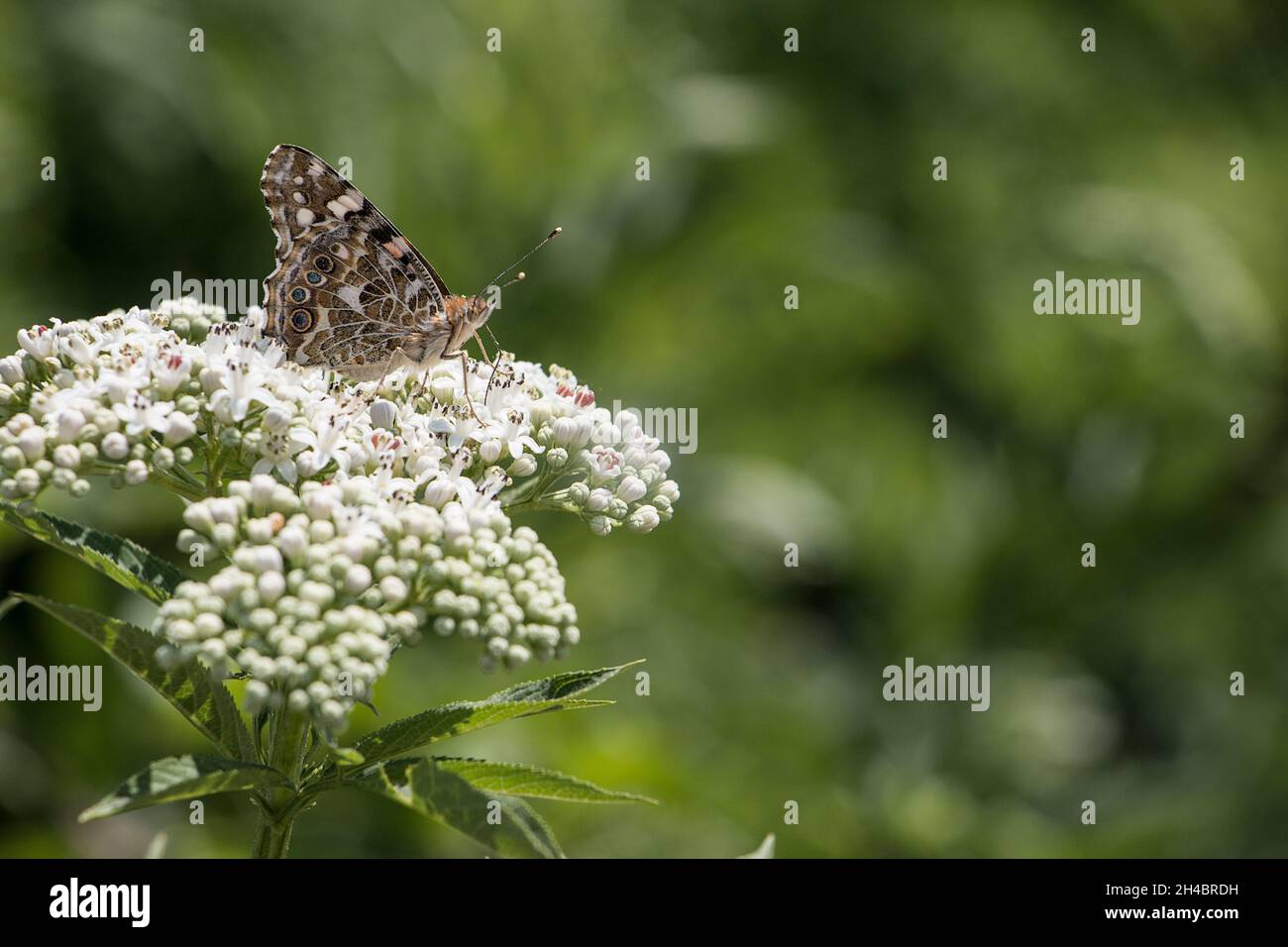 Vanessa cardui Devil's butterfly in its natural habitat collects nectar ...