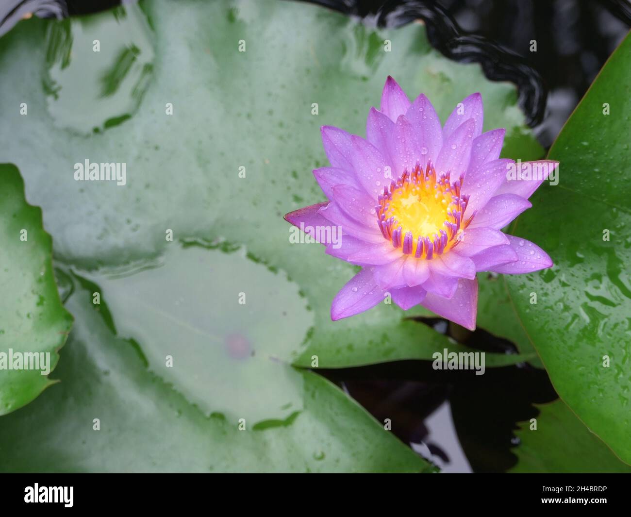 Lotus flower top view hi-res stock photography and images - Alamy