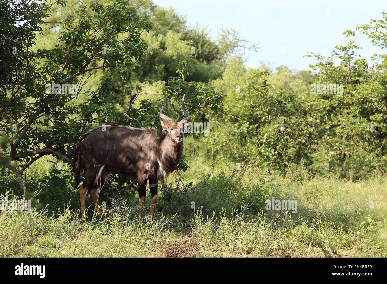 Nyala und Rotschnabel-Madenhacker / Nyala and Red-billed oxpecker ...