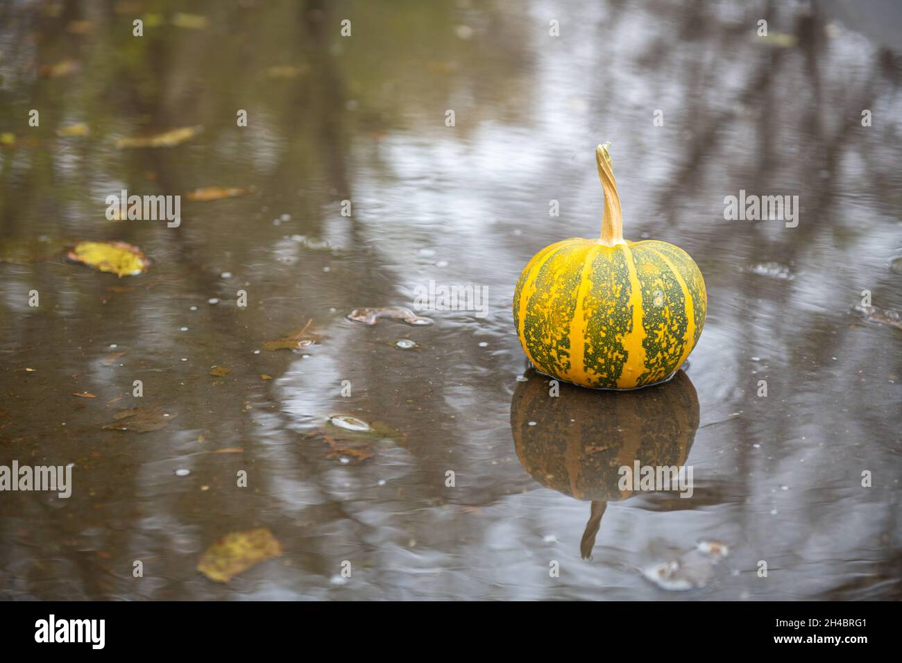 yellow-green small pumpkin lies in a puddle Stock Photo - Alamy