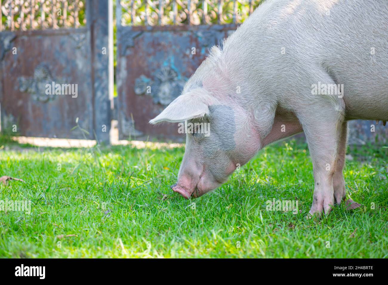 very juicy green grass beautiful pig eats Stock Photo - Alamy