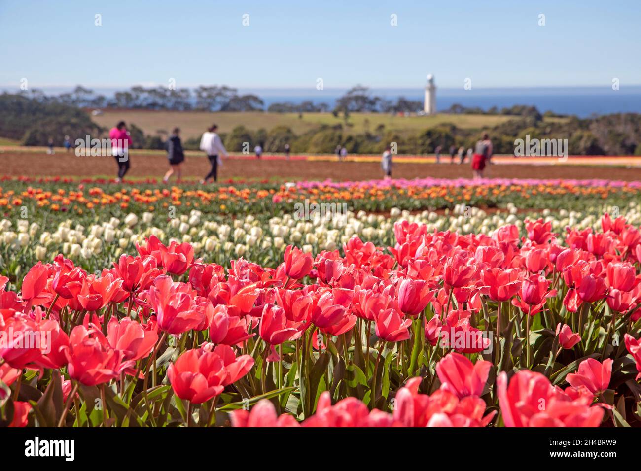 Table Cape Tulip Farm Stock Photo - Alamy