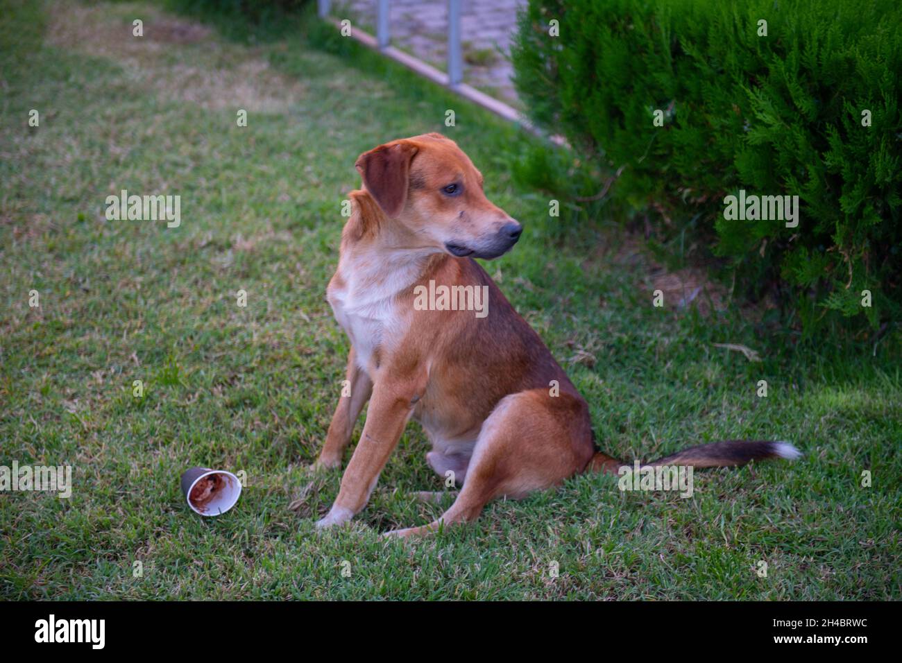 the kindest dog sits sad on the lawn Stock Photo - Alamy