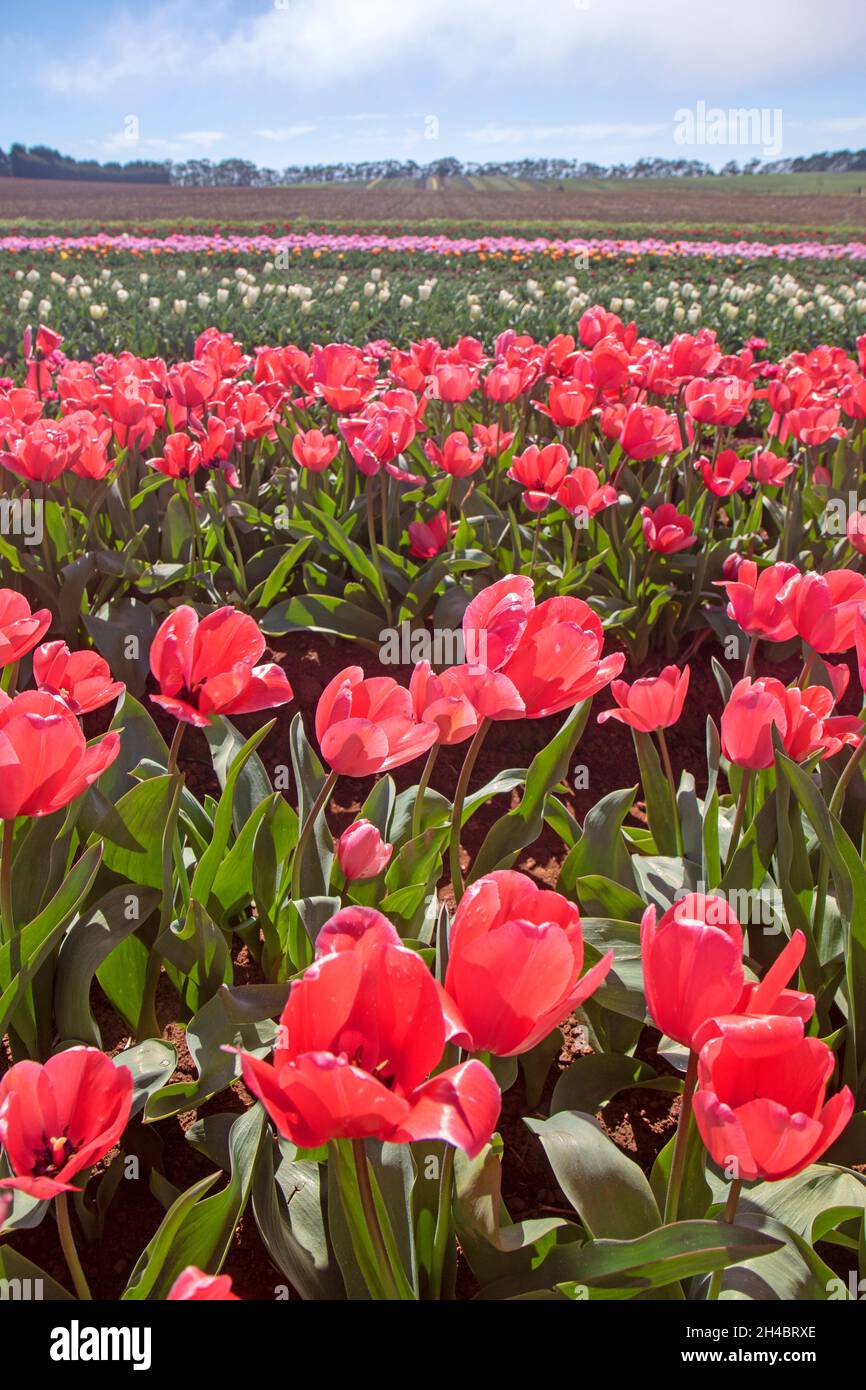 Table Cape Tulip Farm Stock Photo - Alamy