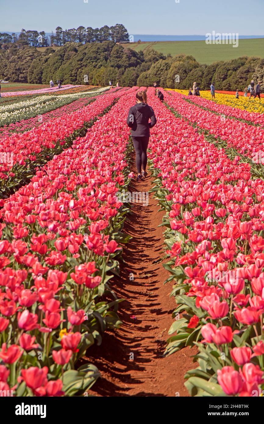 Table Cape Tulip Farm Stock Photo - Alamy