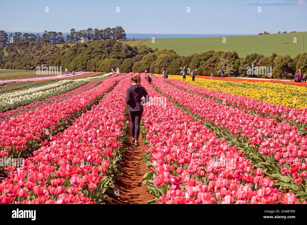 Table Cape Tulip Farm Stock Photo - Alamy
