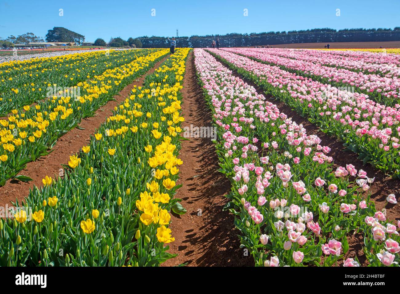 Table Cape Tulip Farm Stock Photo - Alamy