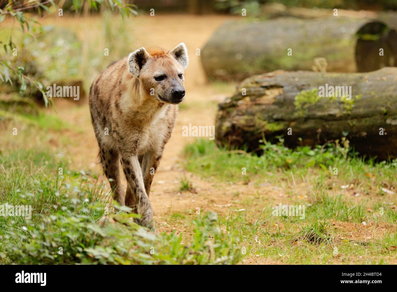 Hyena like hi-res stock photography and images - Alamy
