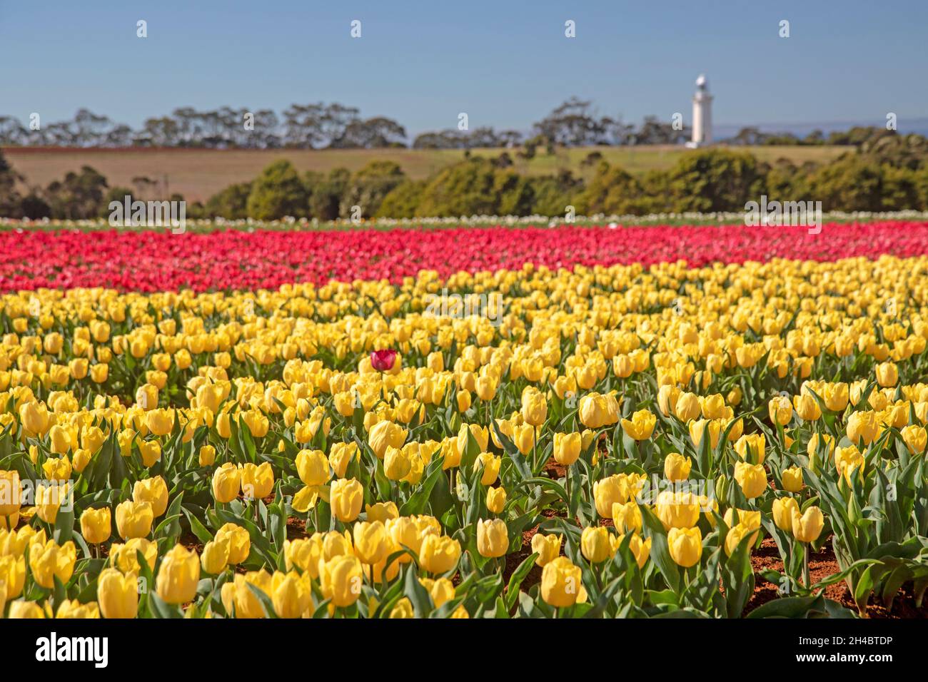 Tulip lighthouse hi-res stock photography and images - Alamy