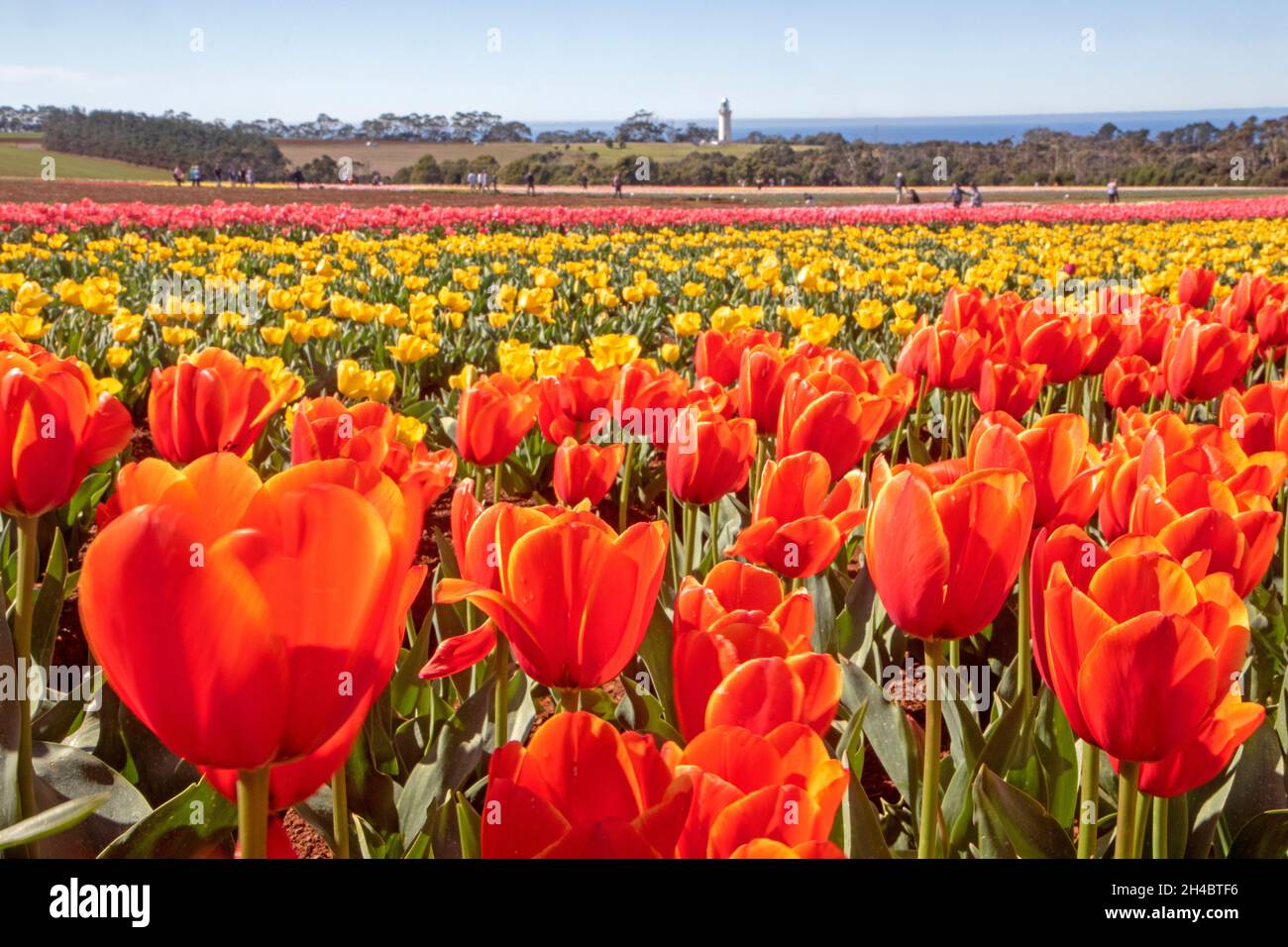 Tulip lighthouse hi-res stock photography and images - Alamy