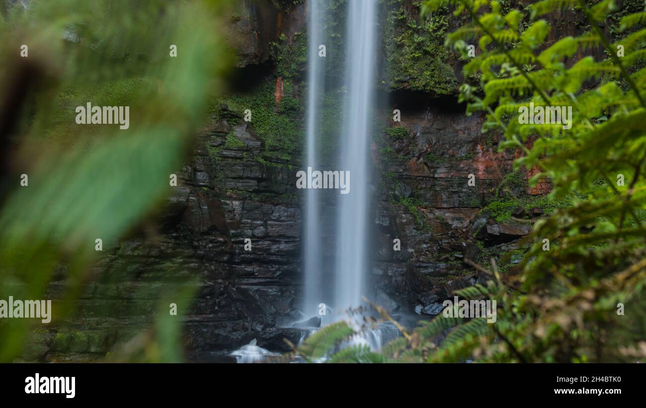 Belmore forest hi-res stock photography and images - Alamy
