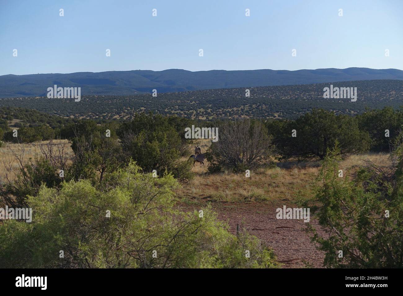 the dry open areas of central New Mexico Stock Photo - Alamy
