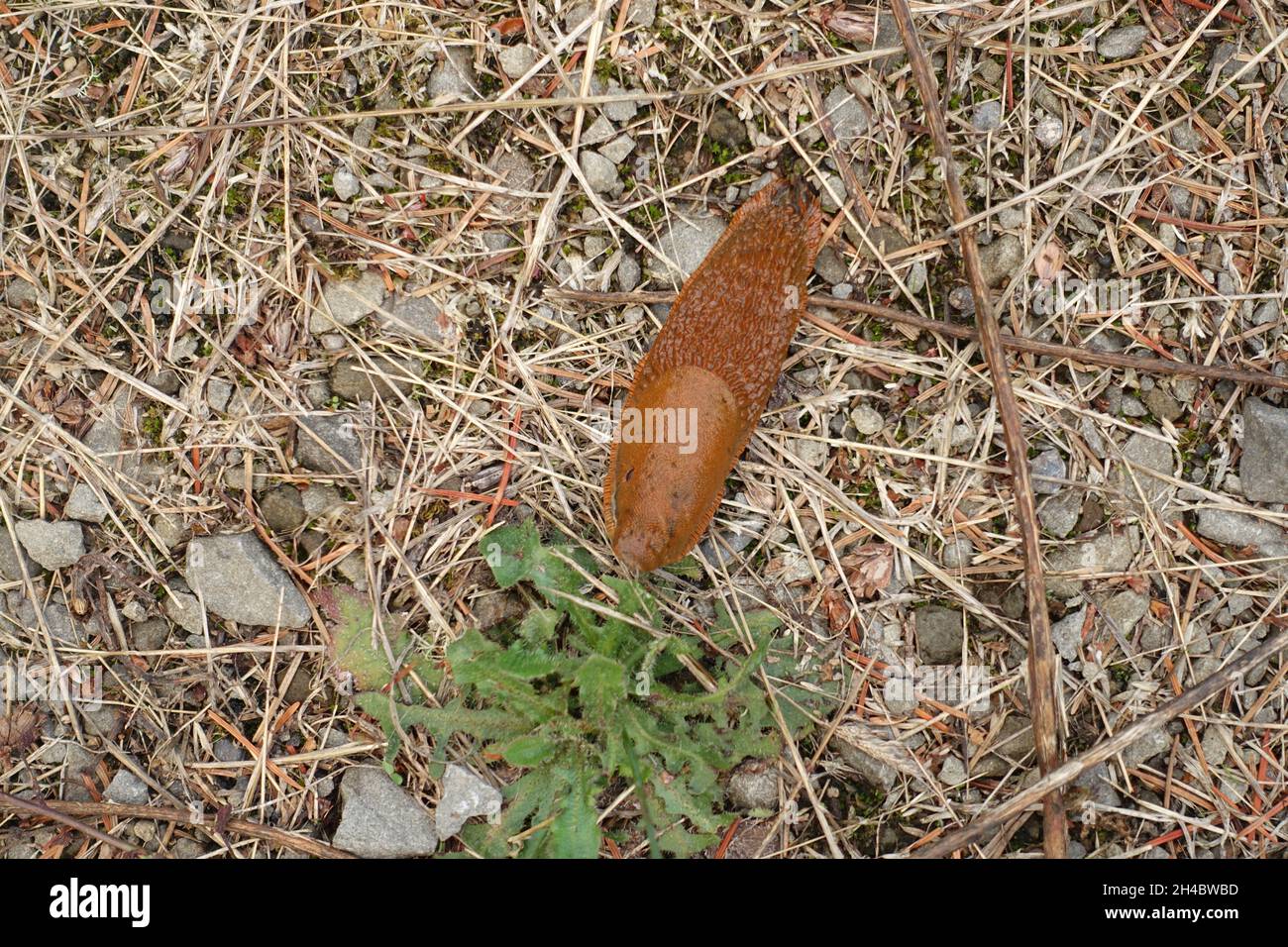 Recreation options hi-res stock photography and images - Alamy