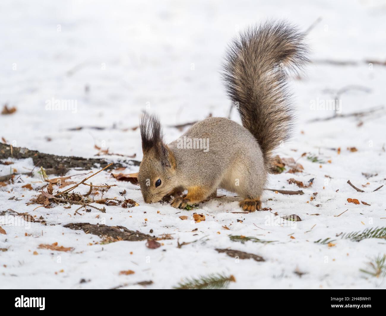 Sciurus vulgaris hides nuts hi-res stock photography and images - Alamy