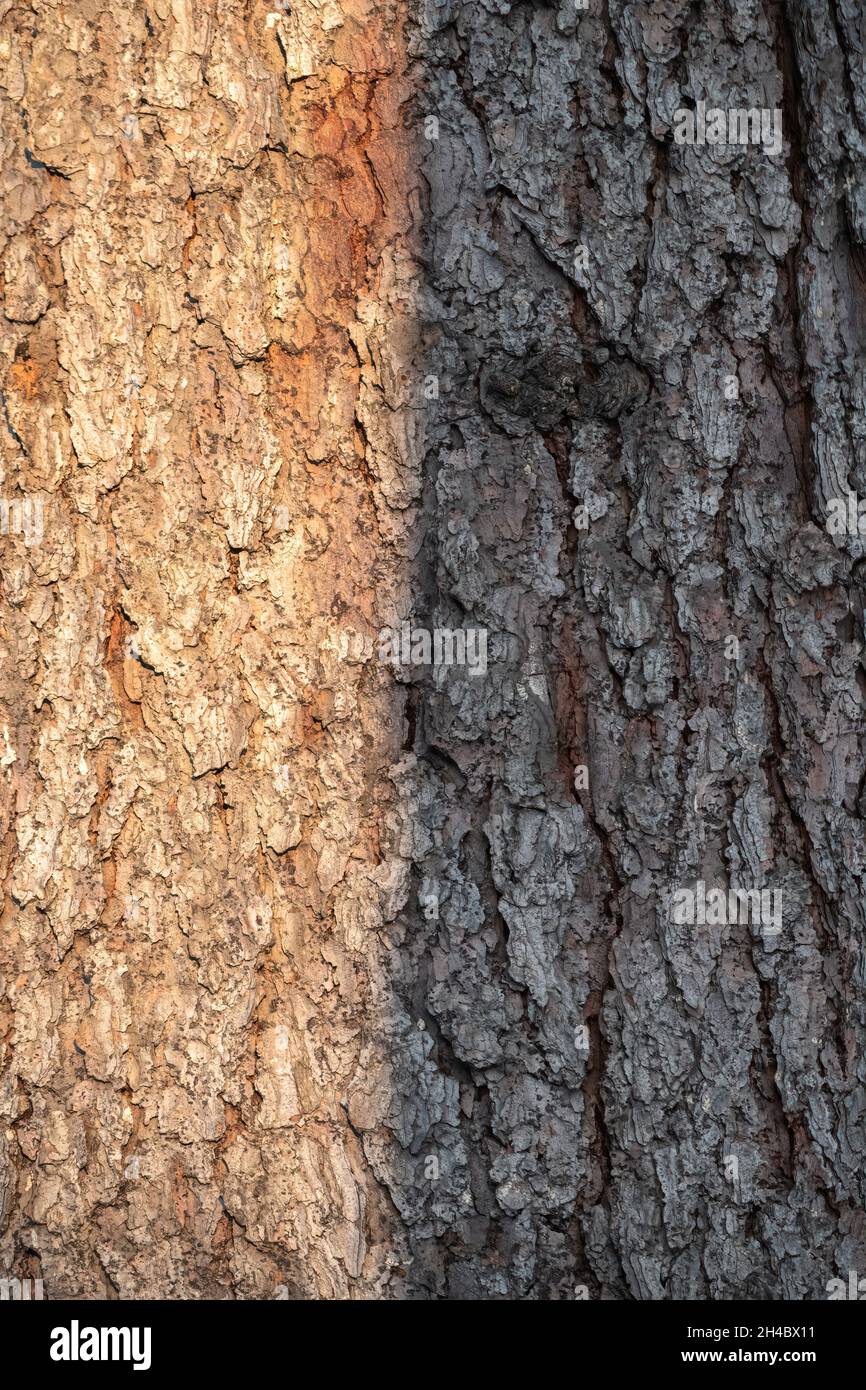 Old wood bark texture or background. Red pine tree Stock Photo - Alamy