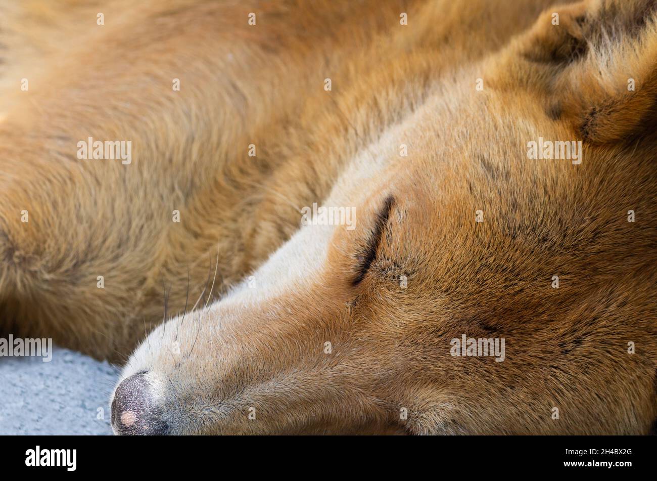 Closeup shot of a jackal sleeping outdoors Stock Photo - Alamy