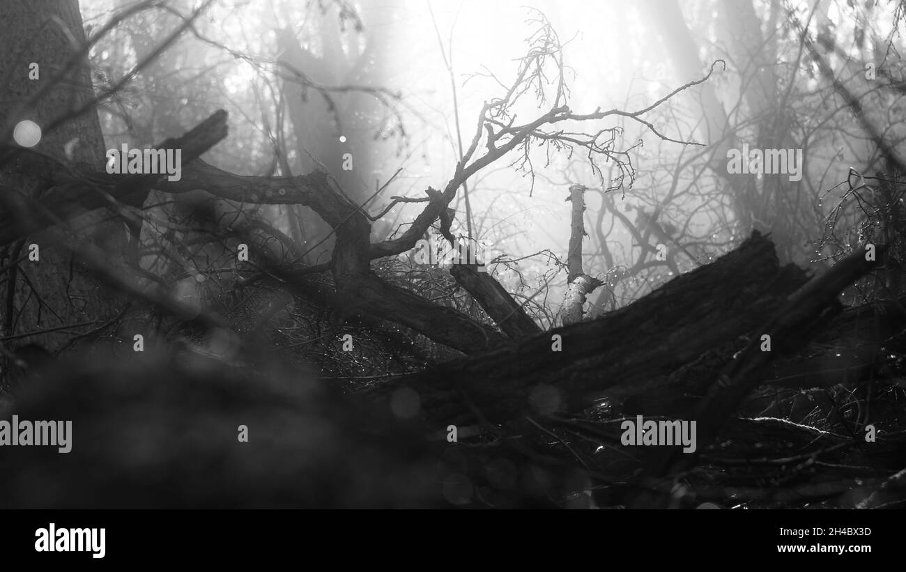 Grayscale of fallen dead tree trunks in the forest Stock Photo - Alamy