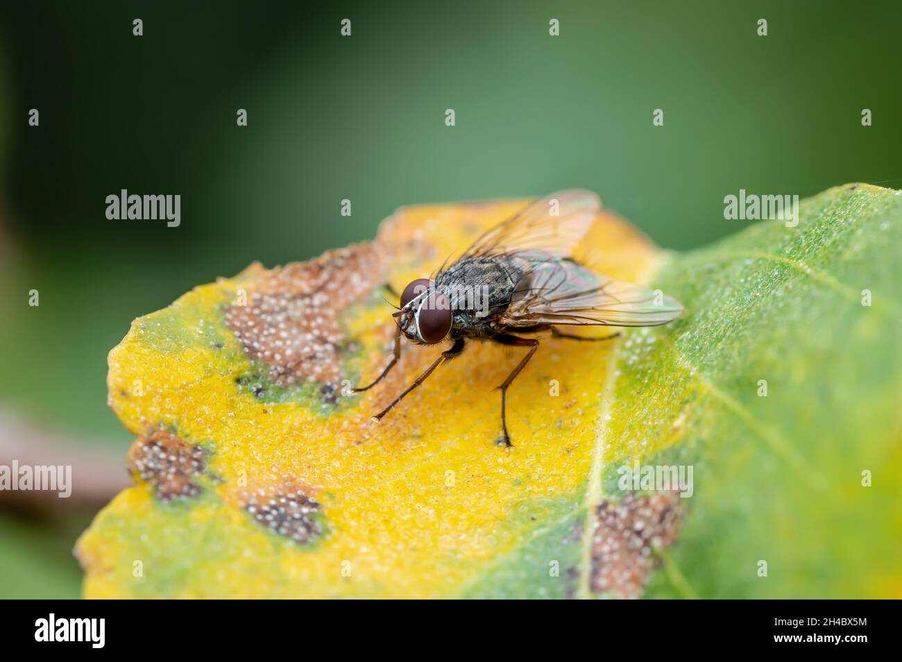 Meat Fly Diptera Parasite Insect on Leaf Macro Stock Photo - Alamy