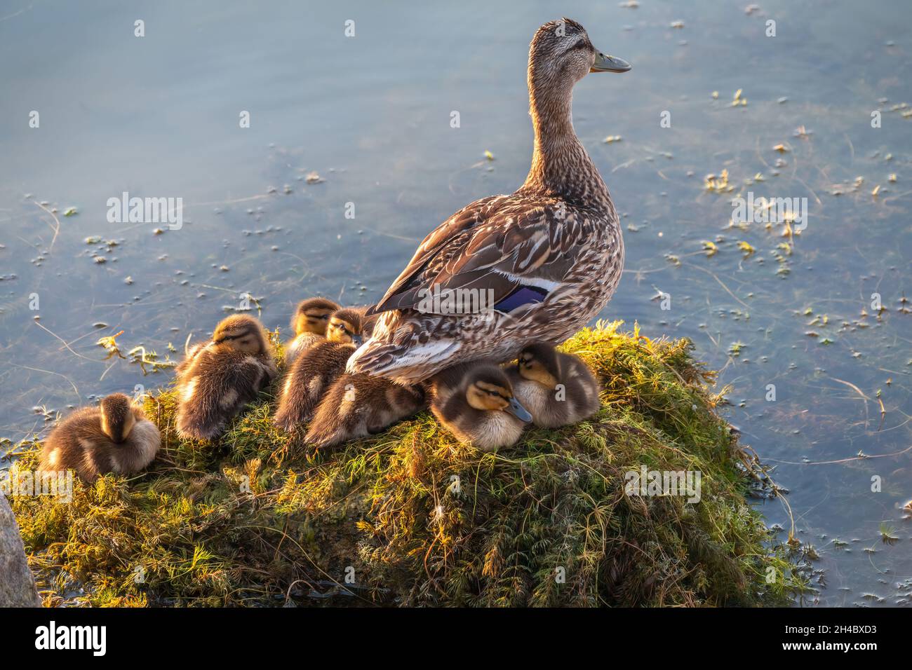 Adult duck with many ducklings sits on green shore of pond. The ...