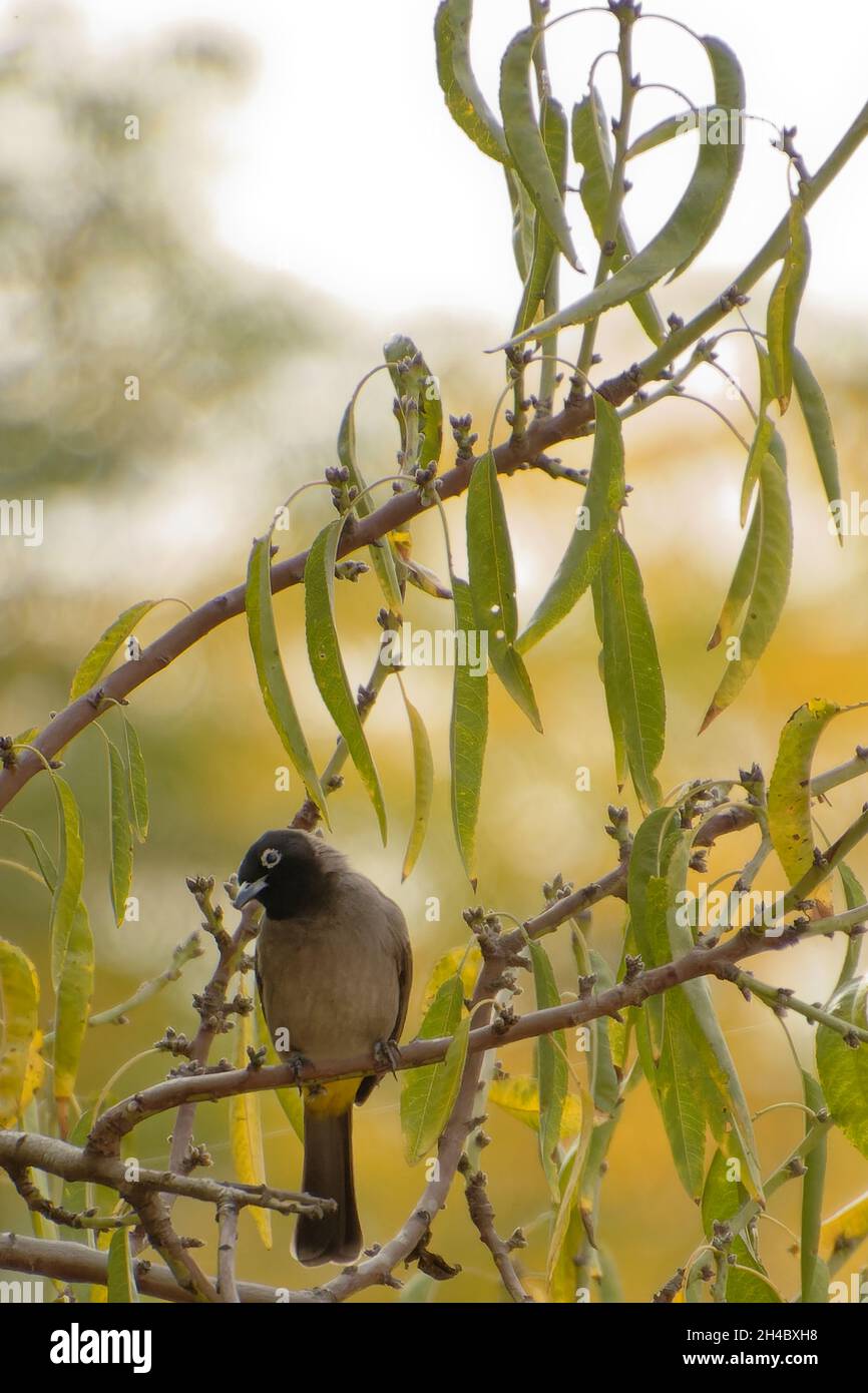 Cape bulbul, Pycnonotus capensis, resting on a tree in Simon's Town ...