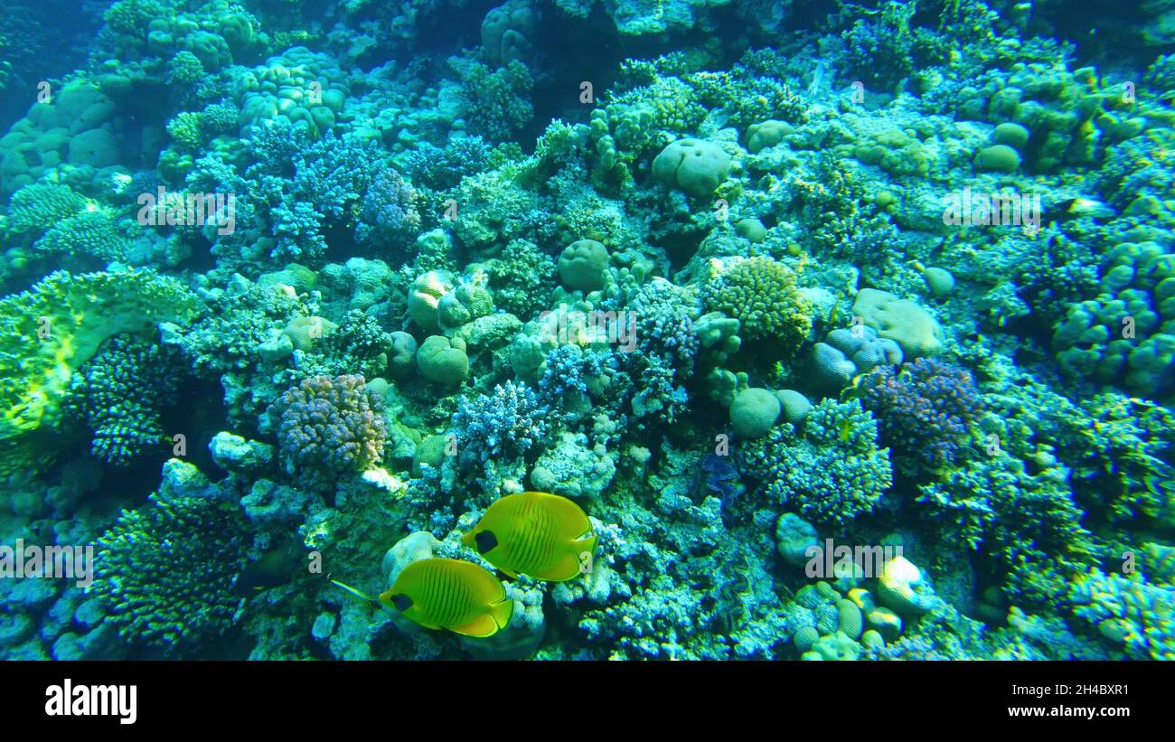 exotic butterfly fish in the red sea. tropical fish. reef Stock Photo ...