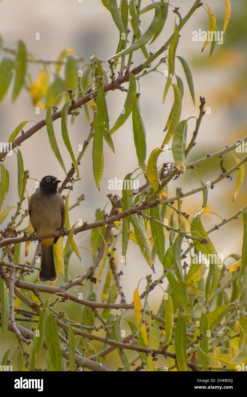 Cape bulbul, Pycnonotus capensis, resting on a tree in Simon's Town ...