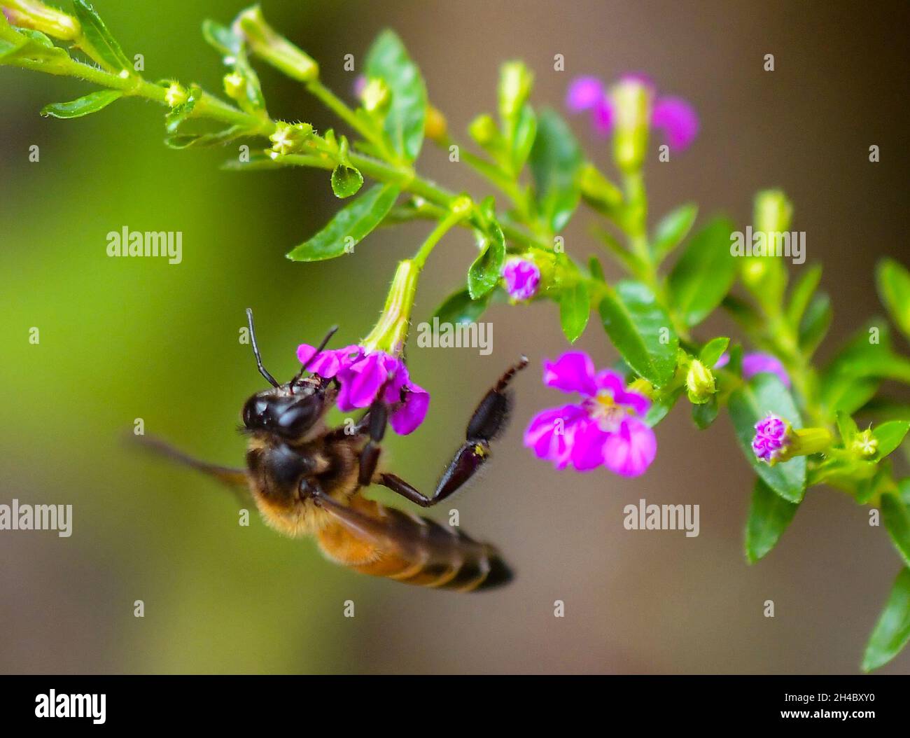 Flowers provide bees with nectar and pollen, which worker bees collect ...