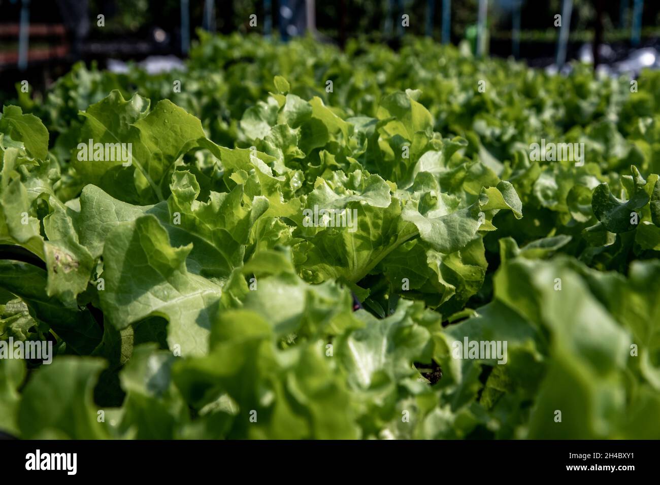 Organic green Lettuce growing in farm for agriculture concept ...