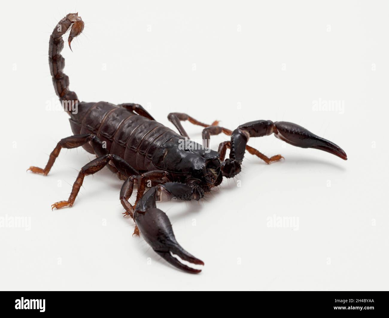 Juvenile Asian forest scorpion (Heterometrus species), isolated on ...