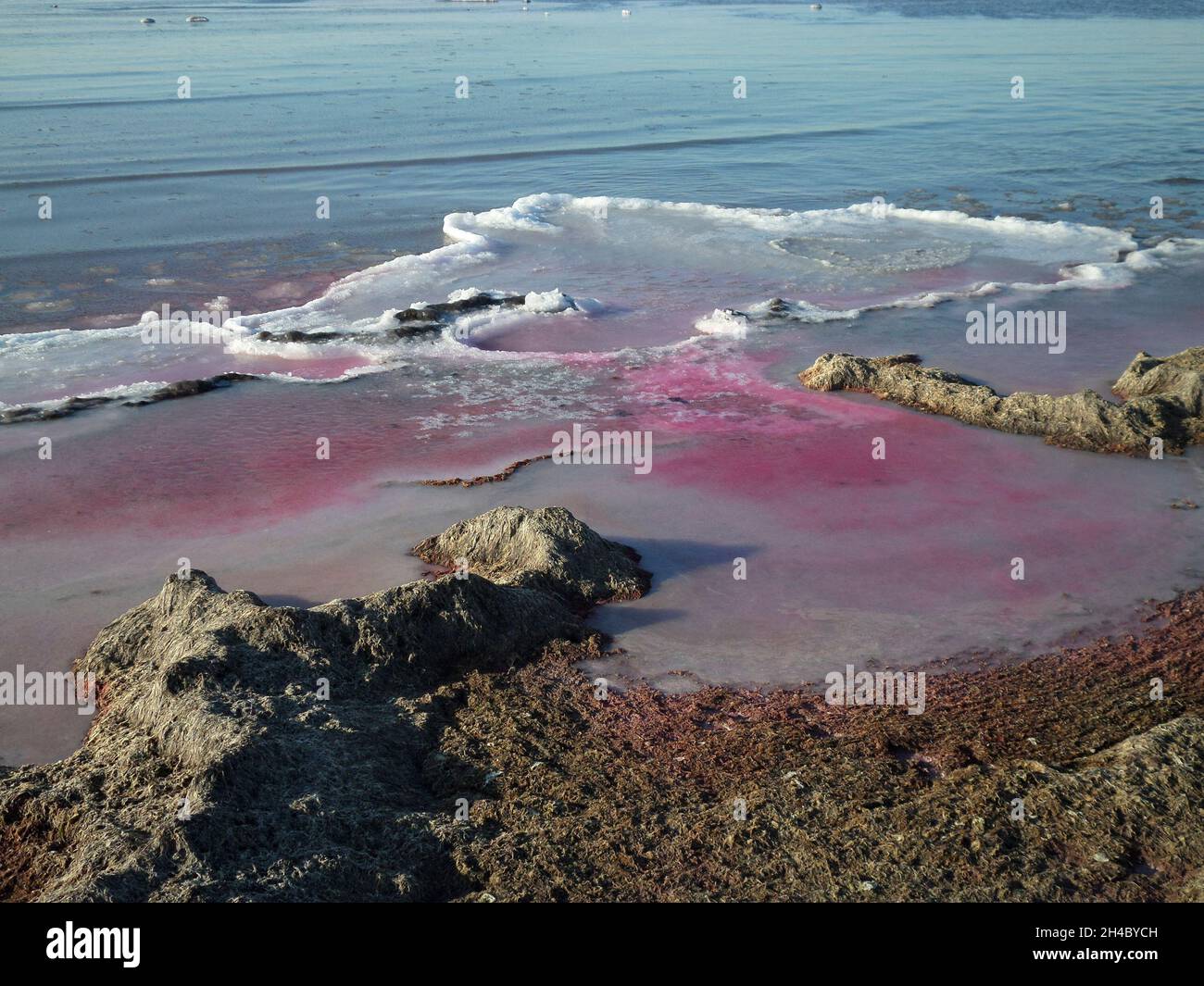 Cold ice algae hi-res stock photography and images - Alamy