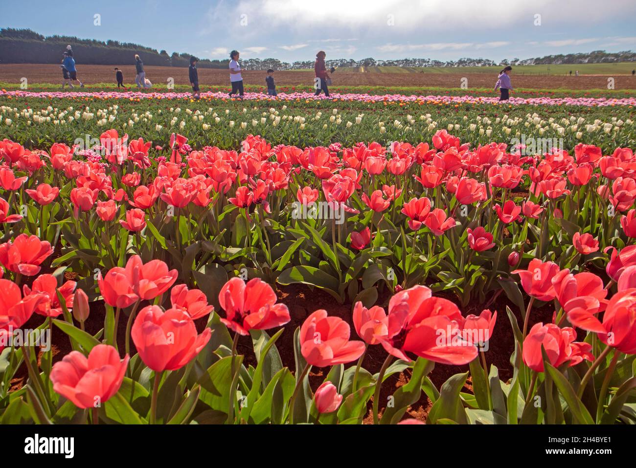 Table Cape Tulip Farm Stock Photo - Alamy