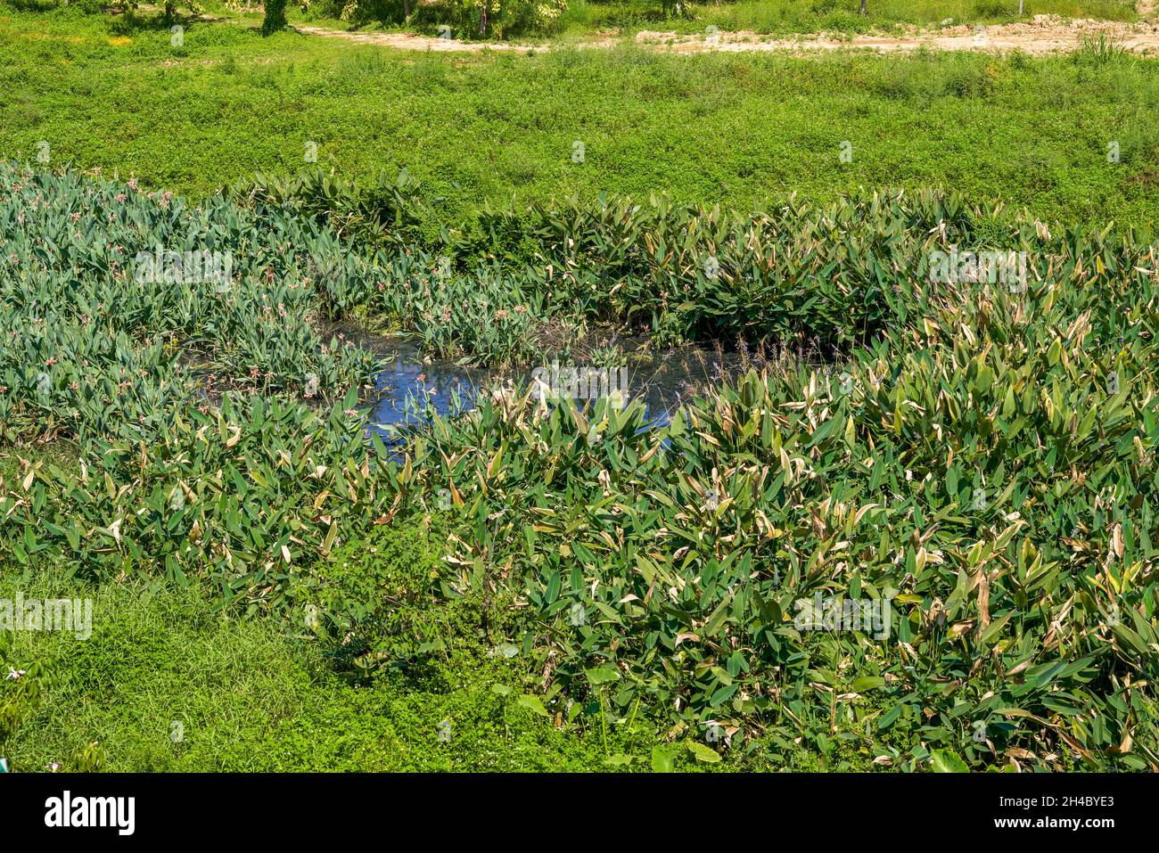 Outdoor swamp and green reed plants Stock Photo - Alamy