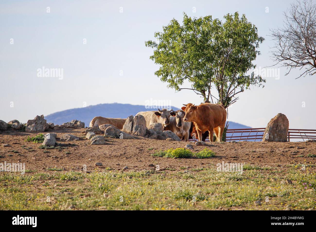 Group of cows on a farm with rocks and trees Stock Photo - Alamy