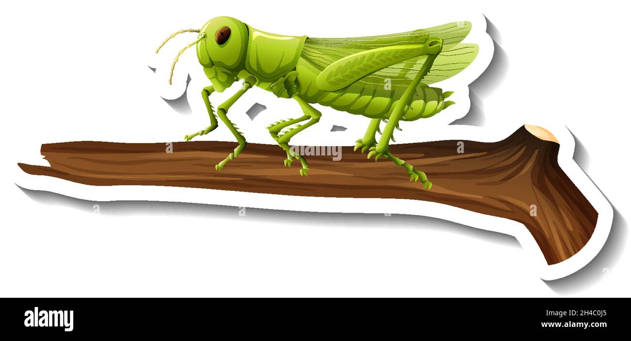 Grasshopper Template