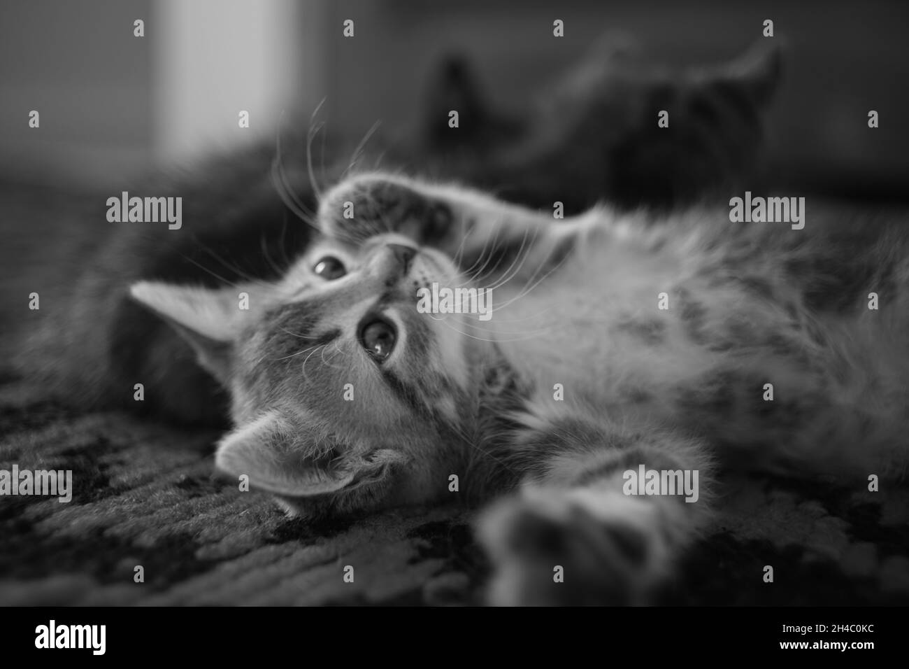 Happy kitten enjoys lying on the carpet. Lovely domestic animals. BW ...