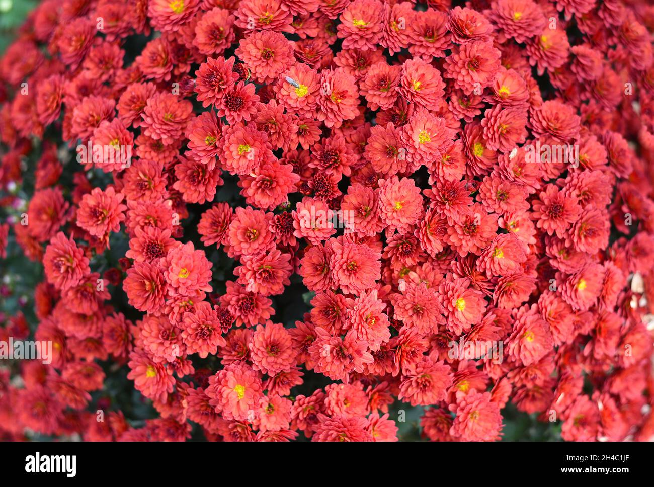 Ursula kind hi-res stock photography and images - Alamy