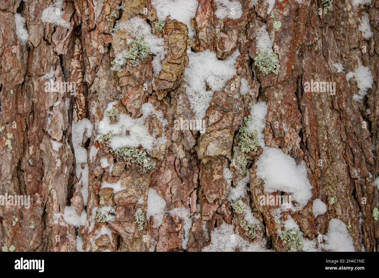 Snow tree bark. Beautiful texture. Wildlife creates the best forms ...