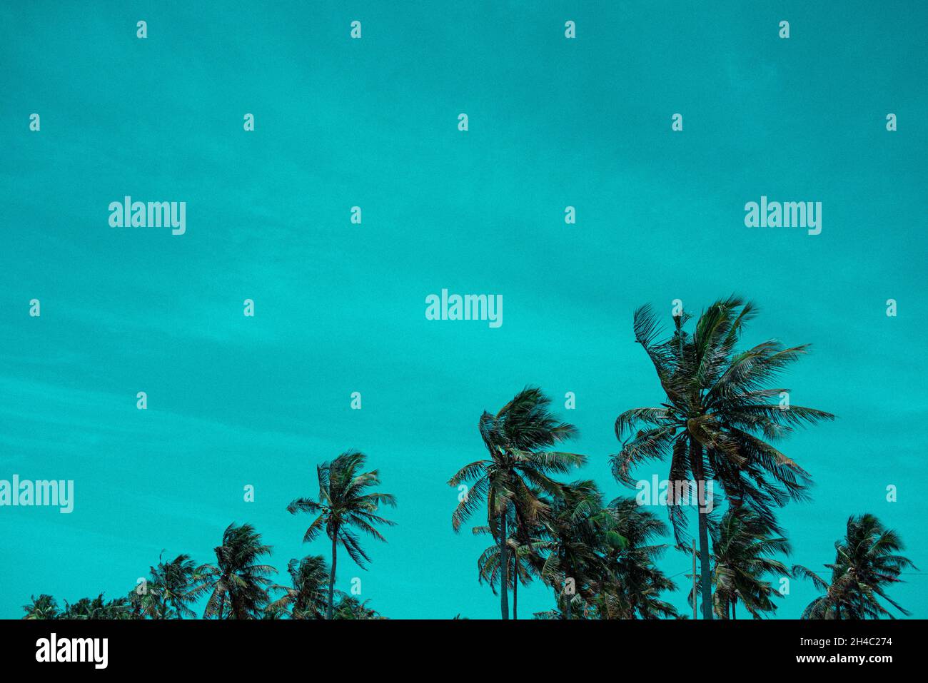 textured skyline with palm trees landscape Stock Photo - Alamy